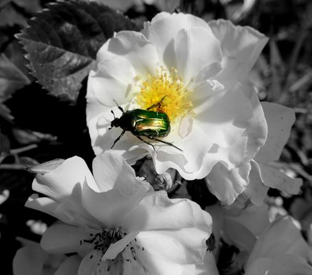 Macro di insetti Immagini e foto