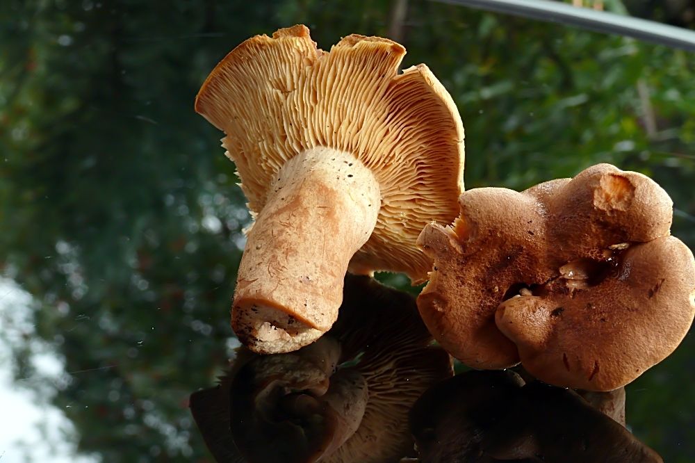 Maggipilz - Lactarius helvus Foto & Bild | pilze, natur Bilder auf ...