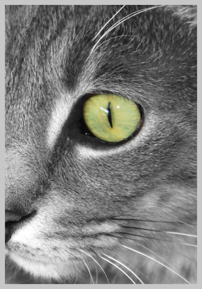 magic eye Foto & Bild | tiere, haustiere, katzen Bilder auf fotocommunity