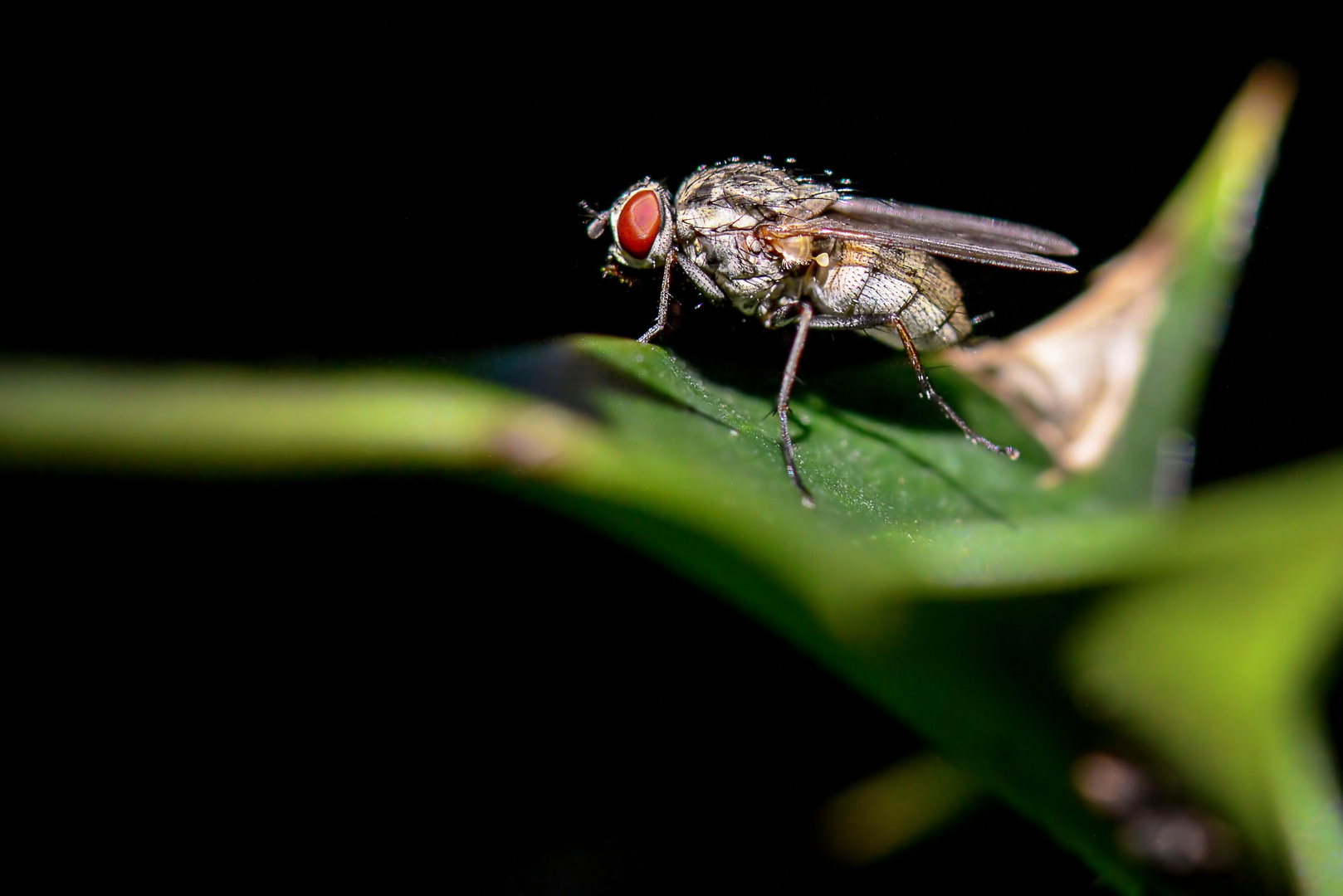 Magic Fly Foto & Bild | natur, insekten, tiere Bilder auf fotocommunity
