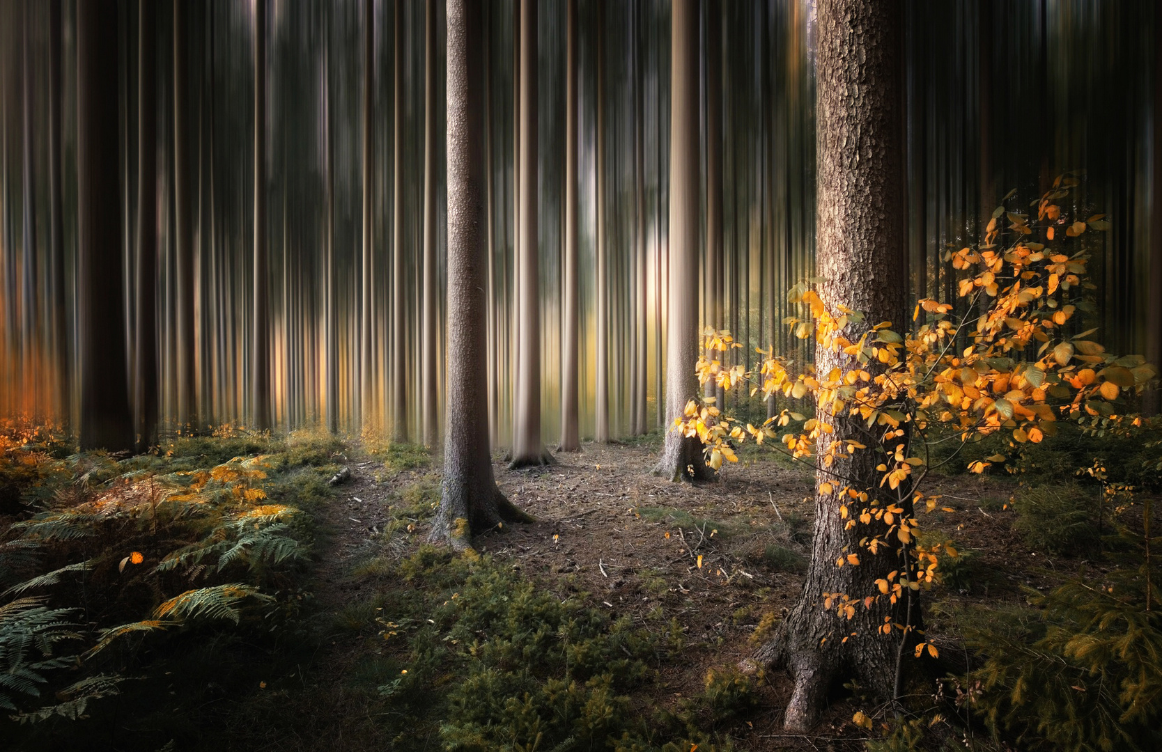 Magical Forest Foto & Bild | landschaft, wald, bearbeitungs - techniken ...