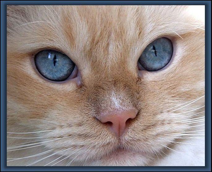 Magie der Katzenaugen... Foto & Bild | tiere, haustiere, katzen Bilder auf fotocommunity