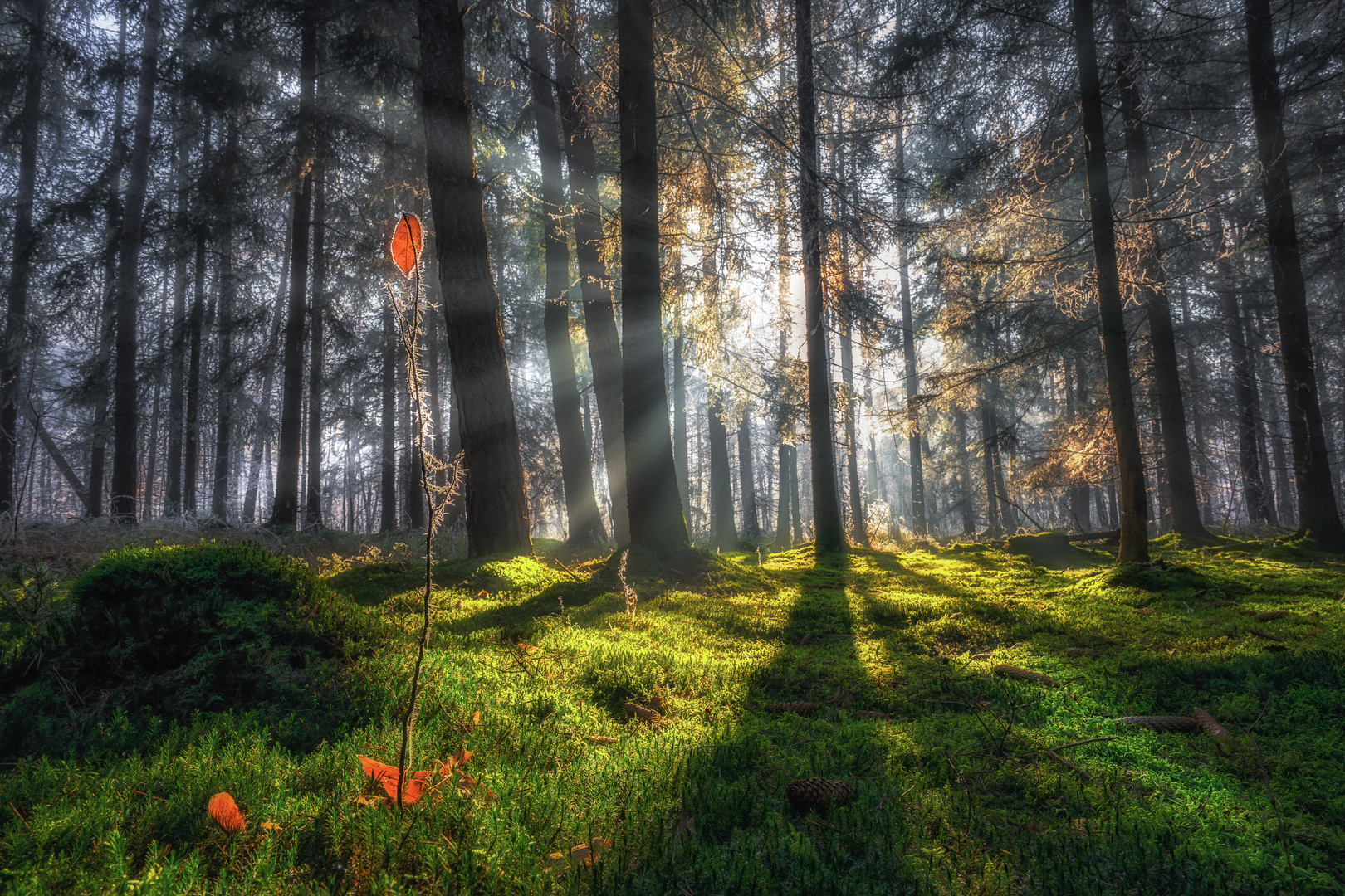 Magische Wald Foto & Bild | landschaft, wald, bäume Bilder auf ... Magische Wald Foto & Bild | landschaft, wald, bäume Bilder auf ...
