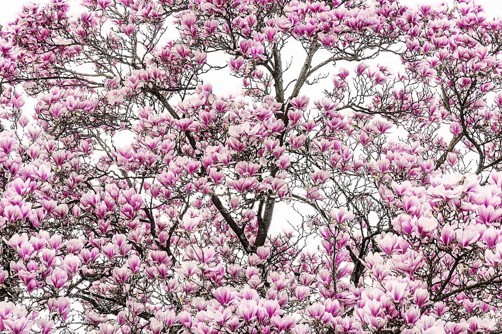 Magnolienbaum Foto & Bild | outdoor, makro, bäume Bilder auf fotocommunity