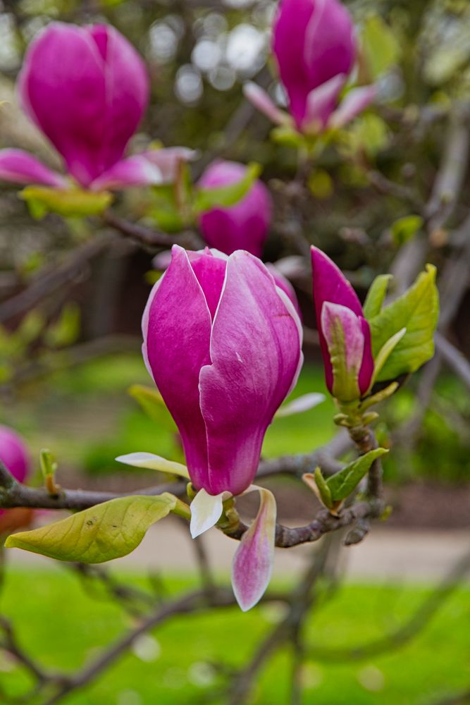 Magnolienblüte I Foto & Bild | bäume, natur, pflanzen Bilder auf ...