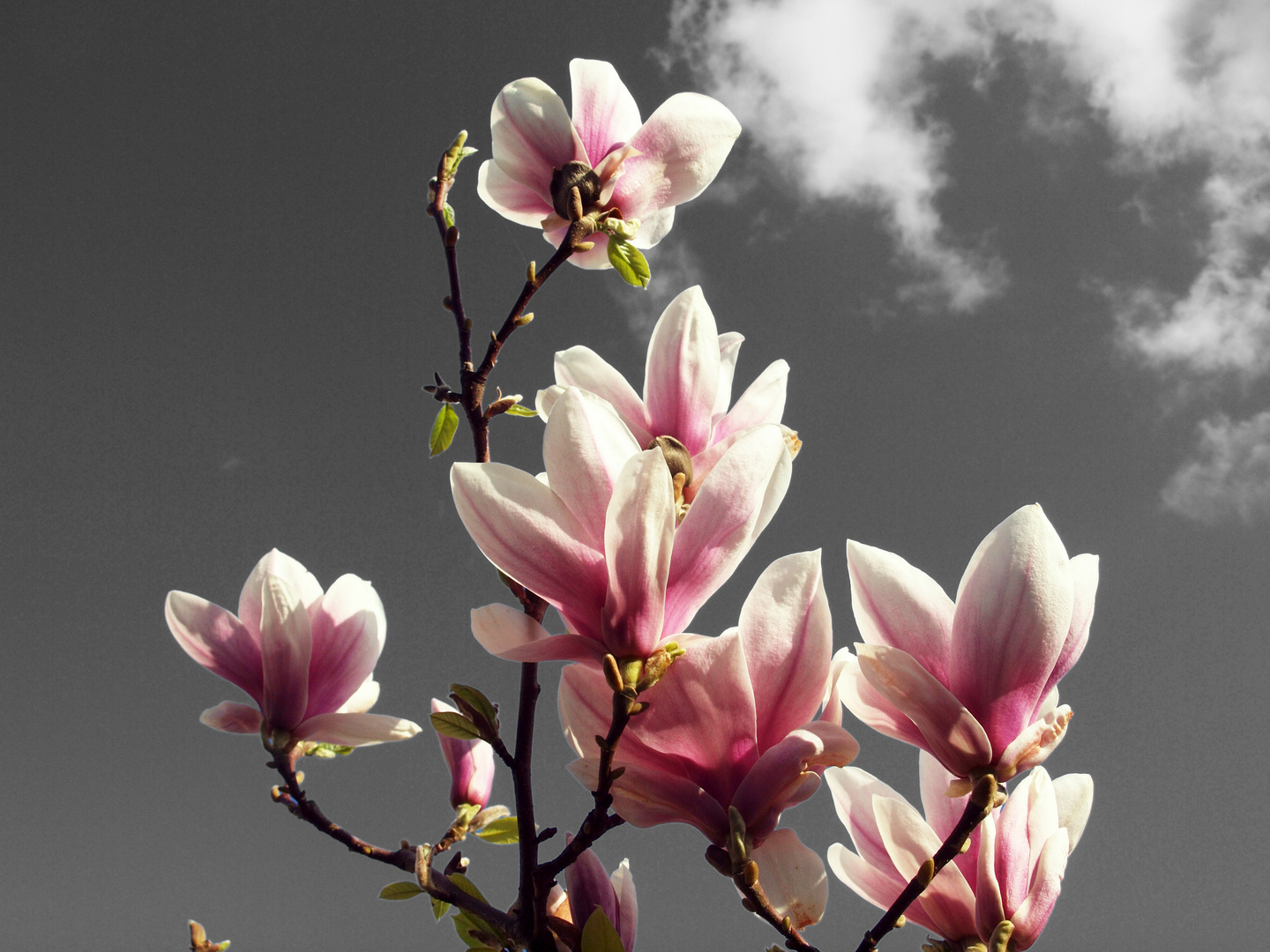 magnolien_sw Foto & Bild | pflanzen, pilze & flechten, landschaft, blüten- & kleinpflanzen ...