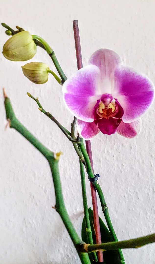 " Magnoliopsida " Foto & Bild | spezial, natur, pflanzen Bilder auf ...