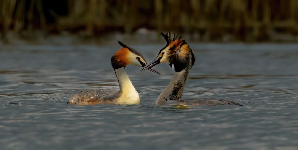 magst du mit mir gehen ? Foto & Bild | world, wasser, frühling Bilder ...