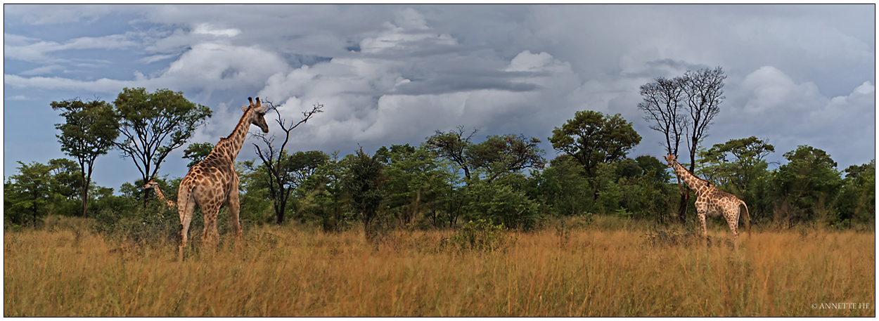 Mahango Foto & Bild | africa, southern africa, namibia Bilder auf ...