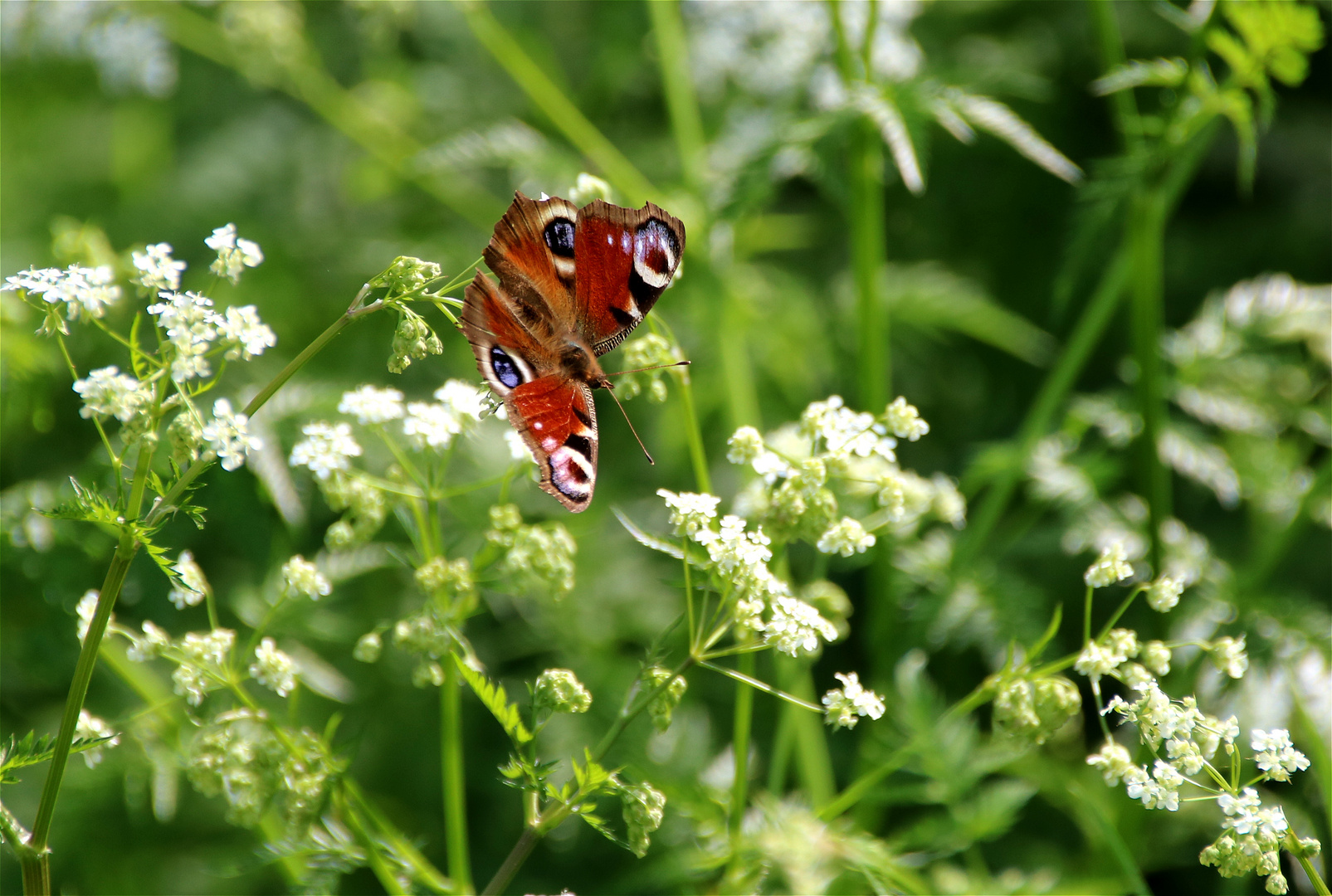 Mai.... Foto & Bild | mai, wiese, frühling Bilder auf fotocommunity