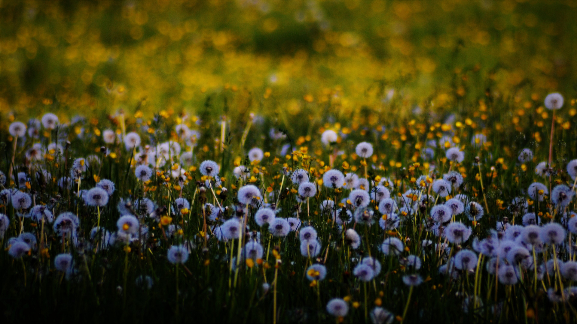 Mai Foto & Bild | abstraktes, jahreszeiten, frühling Bilder auf ...