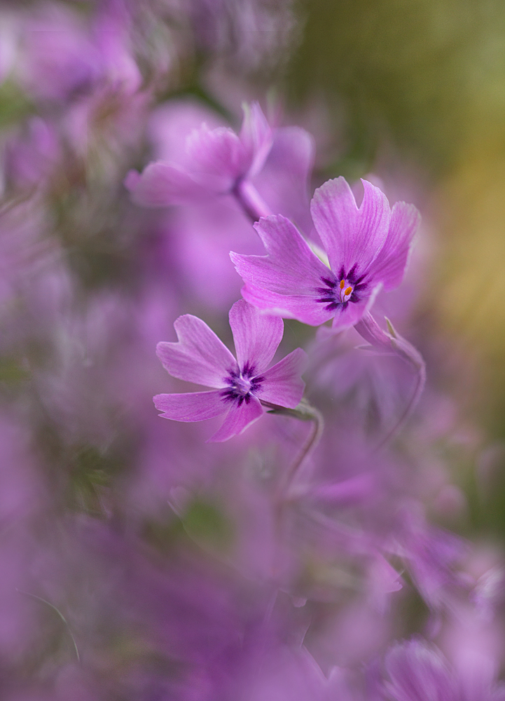 Maiflor Foto & Bild | mai, lila, natur Bilder auf fotocommunity