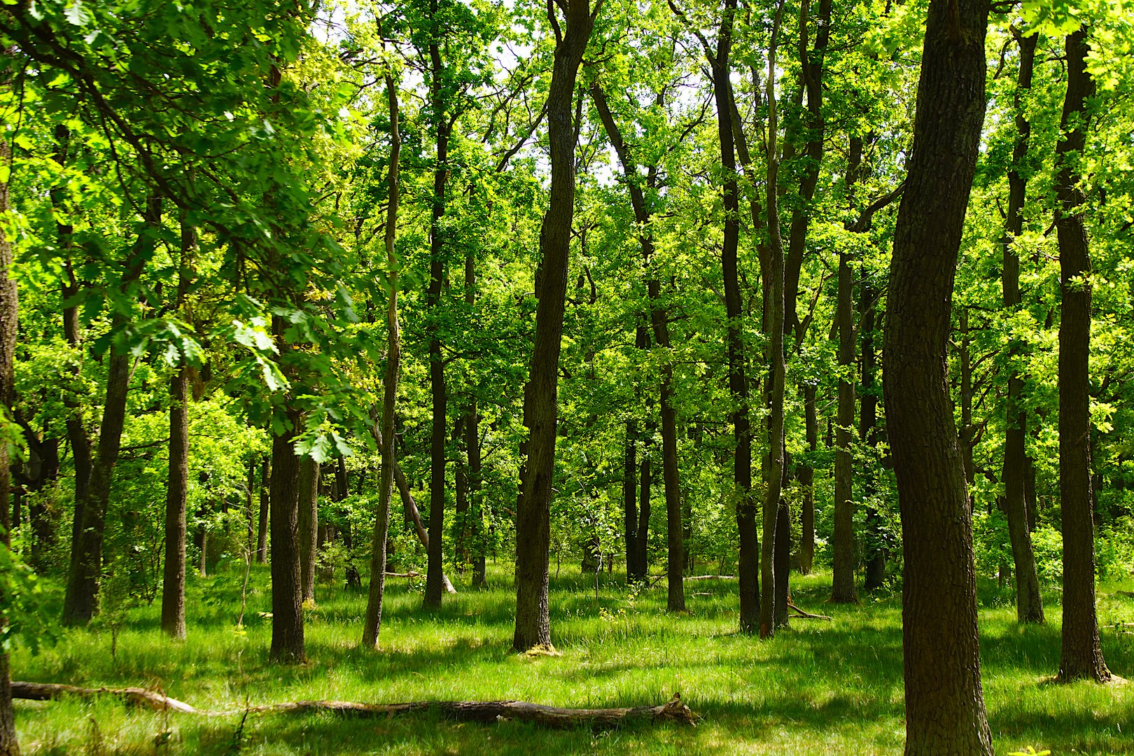 Maigrüner Eichenwald Foto & Bild | mai, bäume, grün Bilder auf ...