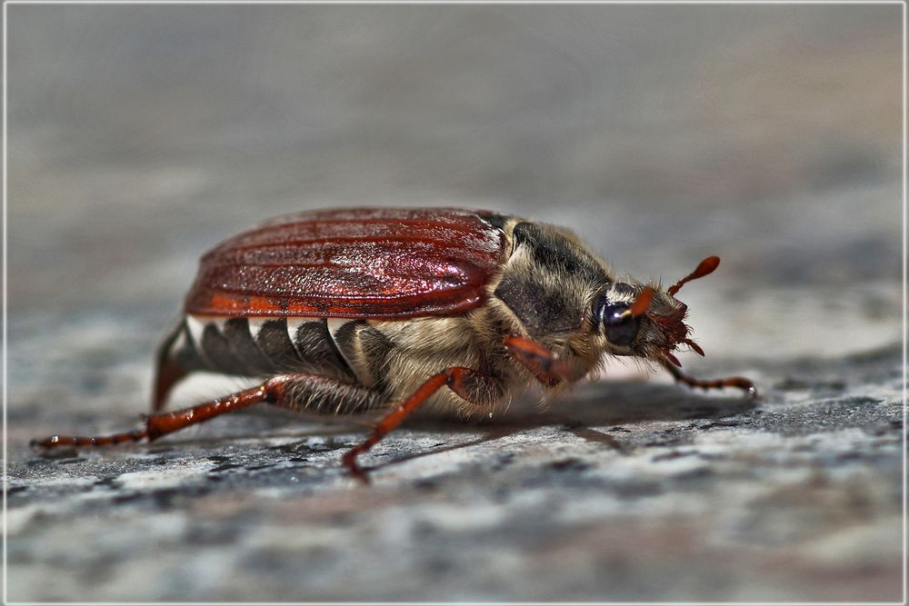 Maikäfer Foto & Bild | tiere, wildlife, insekten Bilder auf fotocommunity