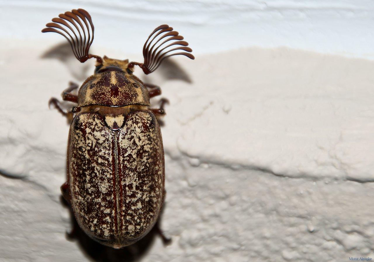 Maikäfer Foto & Bild | tiere, wildlife, insekten Bilder auf fotocommunity