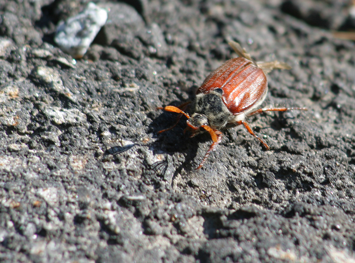 Maikäfer Foto & Bild | fotos, natur, insekten Bilder auf fotocommunity