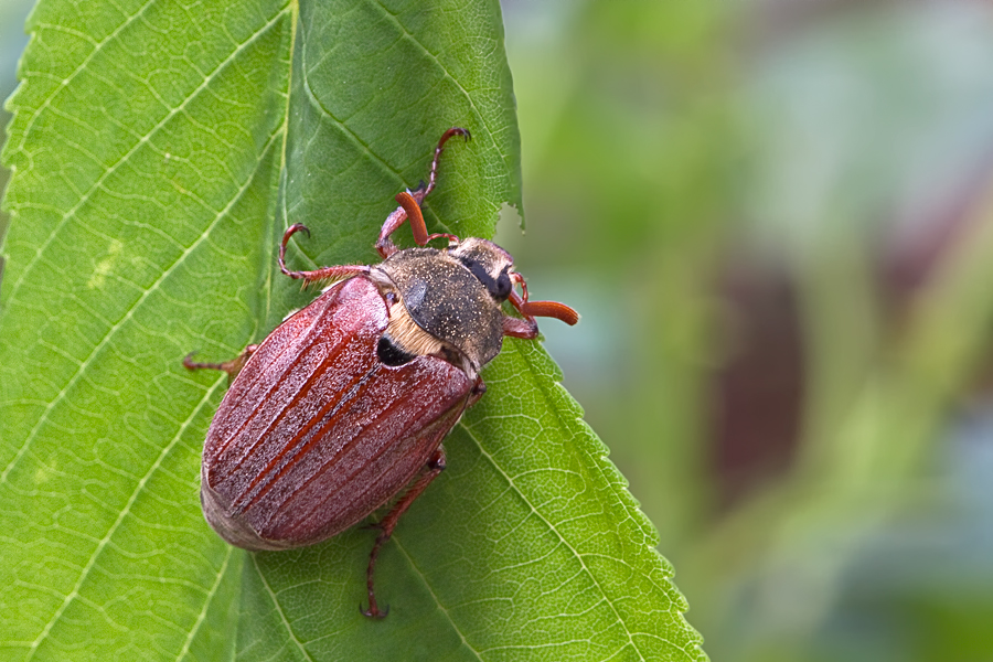 Maikäfer Foto & Bild | tiere, wildlife, insekten Bilder auf fotocommunity