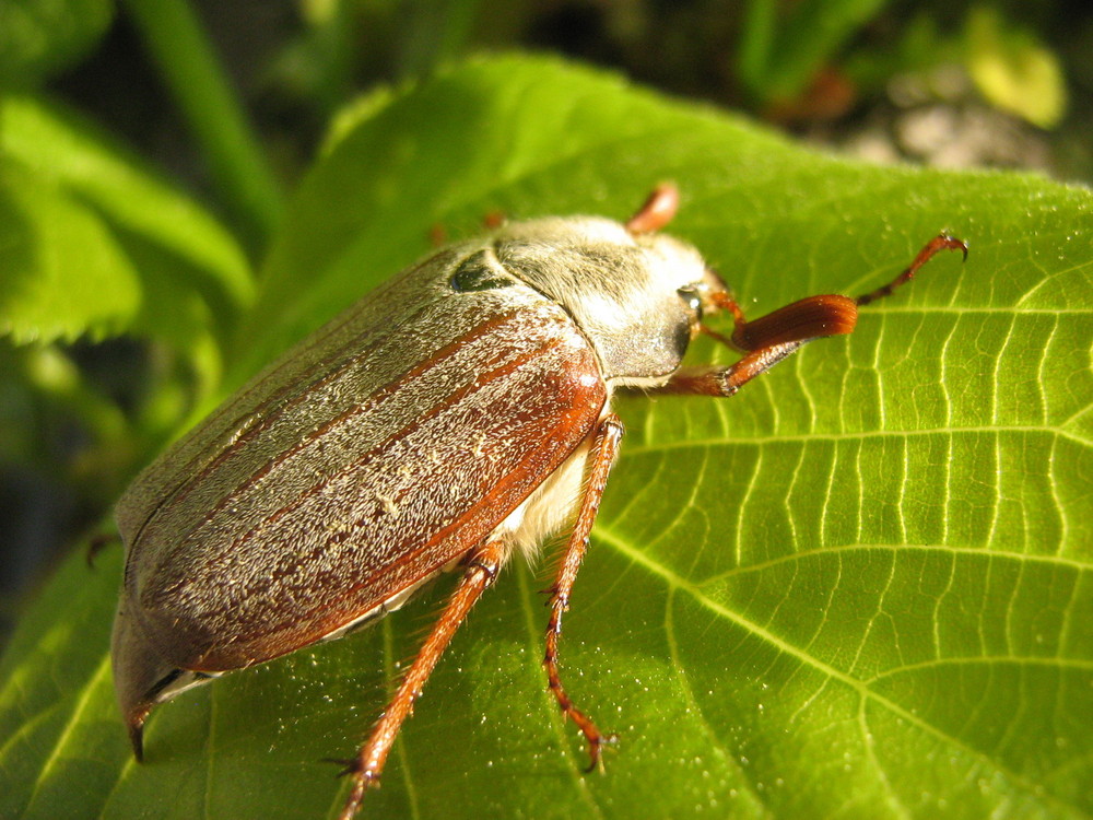 Maikäfer Foto & Bild | tiere, wildlife, insekten Bilder auf fotocommunity