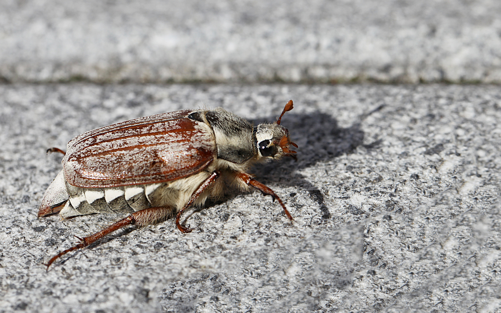 ***Maikäfer*** Foto & Bild | tiere, wildlife, insekten Bilder auf ...