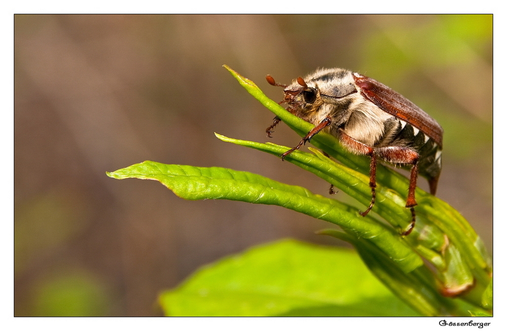 Maikäfer 2010 XI Foto & Bild | tiere, wildlife, insekten Bilder auf ...