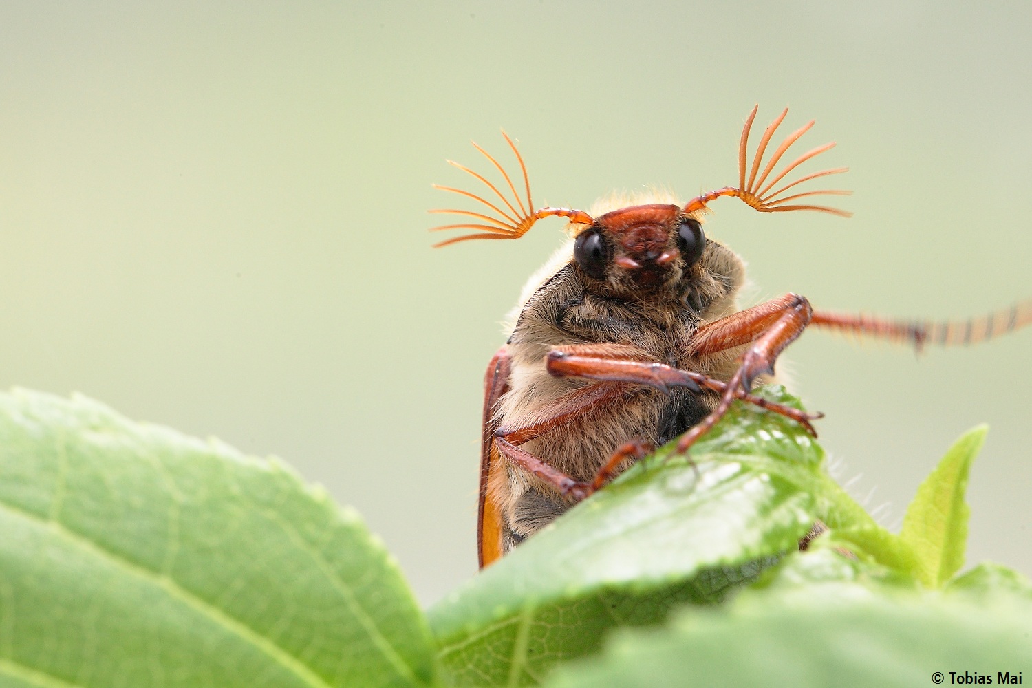 Maikäfer 2013 Foto & Bild | tiere, maikäfer, natur Bilder auf fotocommunity