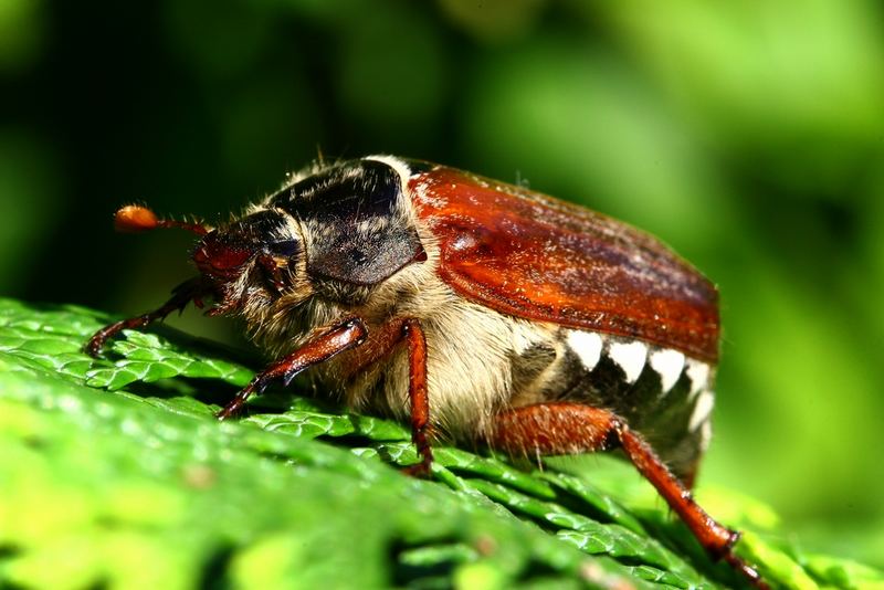 Maikäfer Foto & Bild | tiere, wildlife, insekten Bilder auf fotocommunity