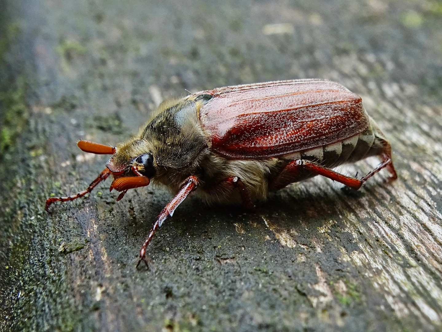 Maikäfer Foto & Bild | makro, frühling, jahreszeit Bilder auf fotocommunity