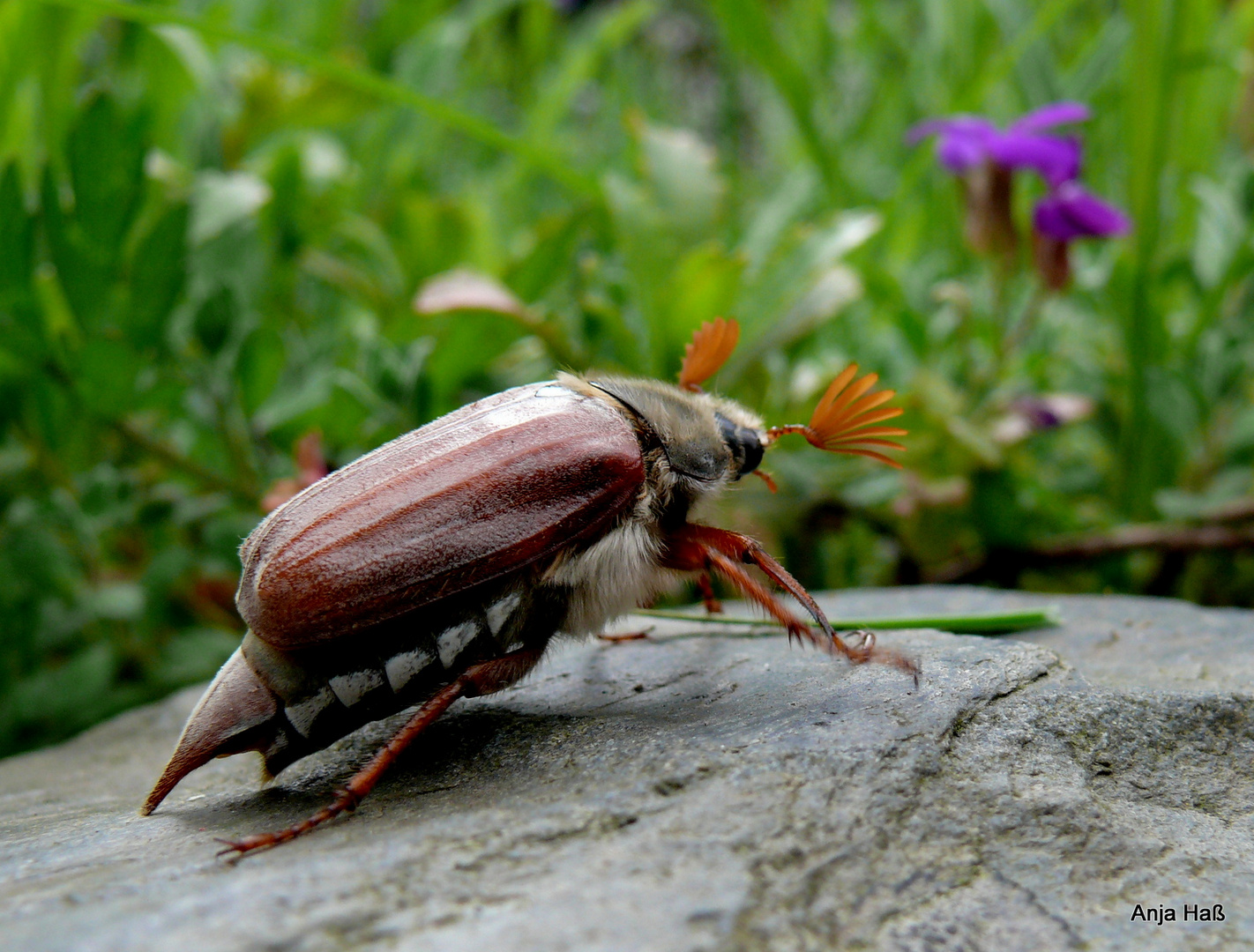 Maikäfer Foto & Bild | tiere, wildlife, insekten Bilder auf fotocommunity