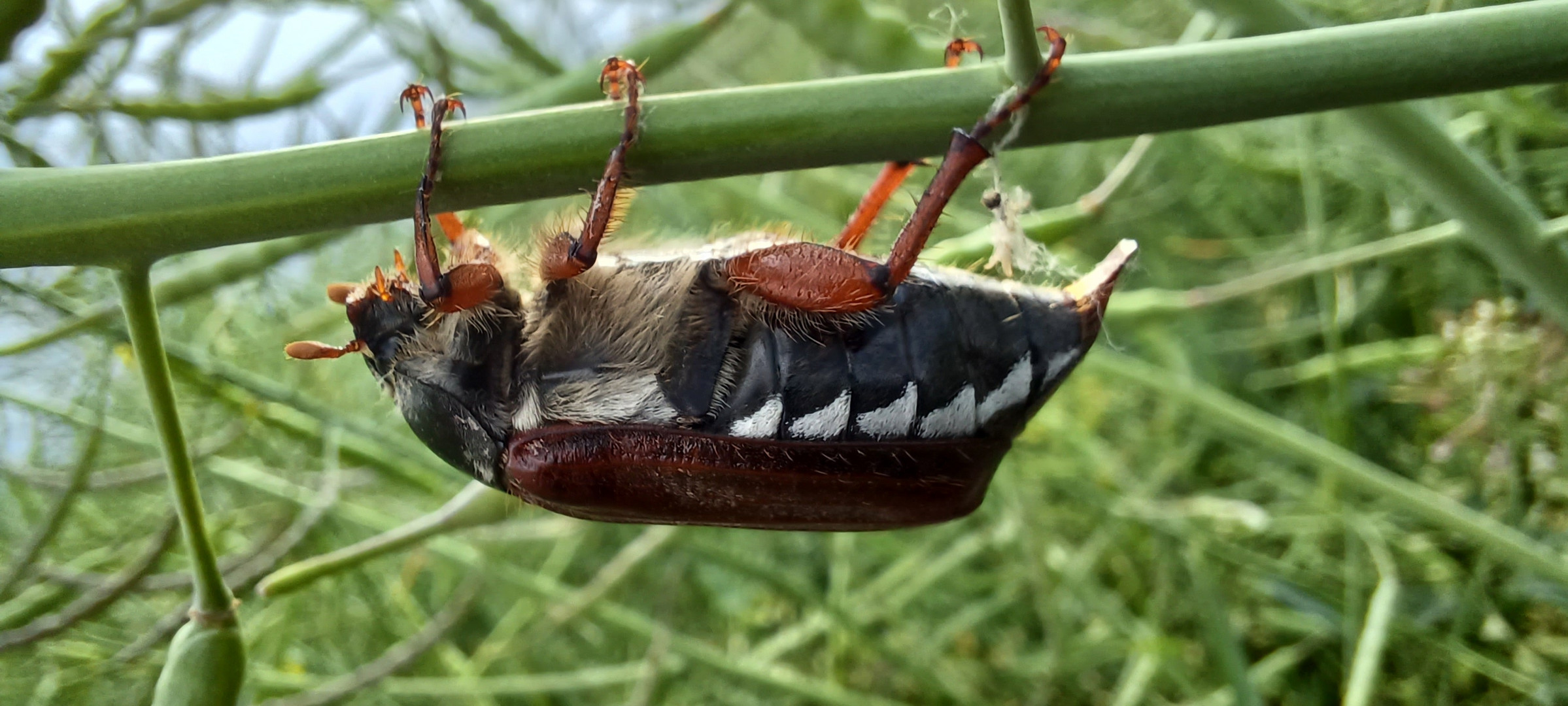 Maikäfer Foto & Bild | natur, insekten, tiere Bilder auf fotocommunity