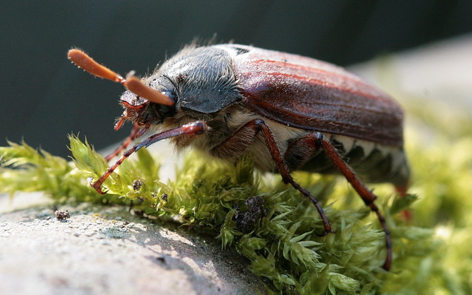 maikäfer Foto & Bild | tiere, wildlife, insekten Bilder auf fotocommunity