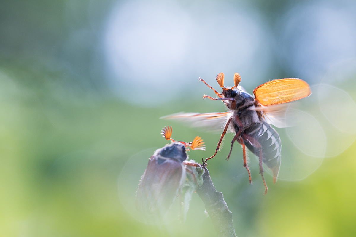 ~ Maikäfer ~ Foto & Bild | flug, thüringen, maikäfer Bilder auf ...