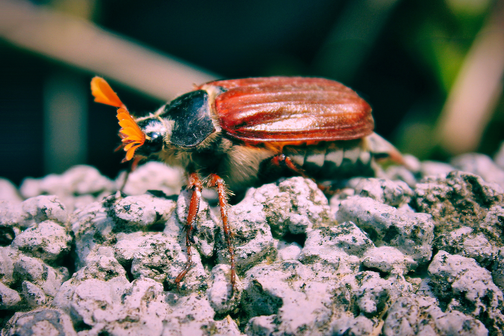 Maikäfer Foto & Bild | fotos, makro, natur Bilder auf fotocommunity