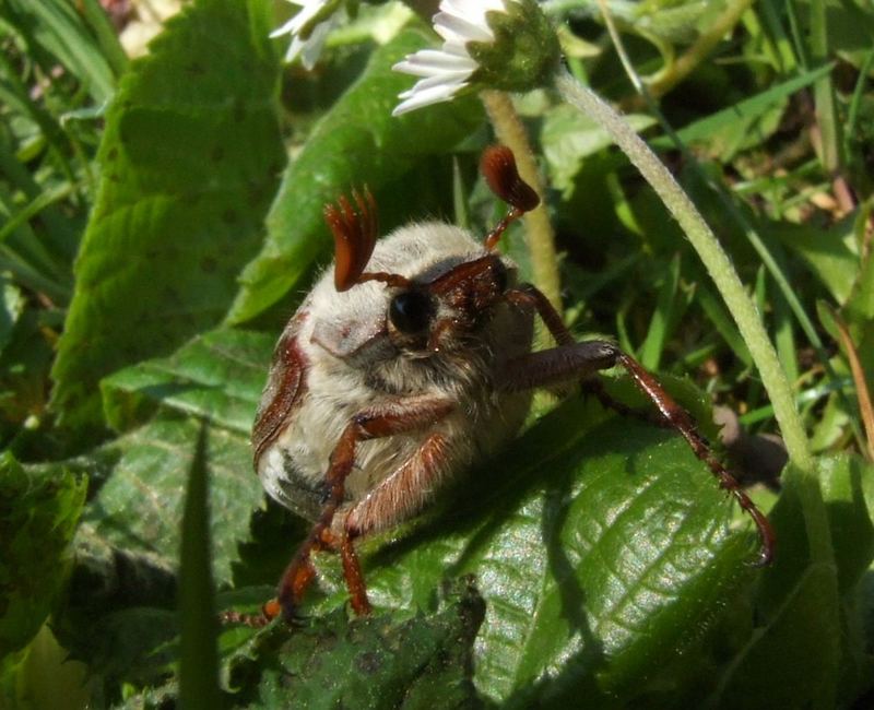 Maikäfer Foto & Bild | tiere, natur Bilder auf fotocommunity