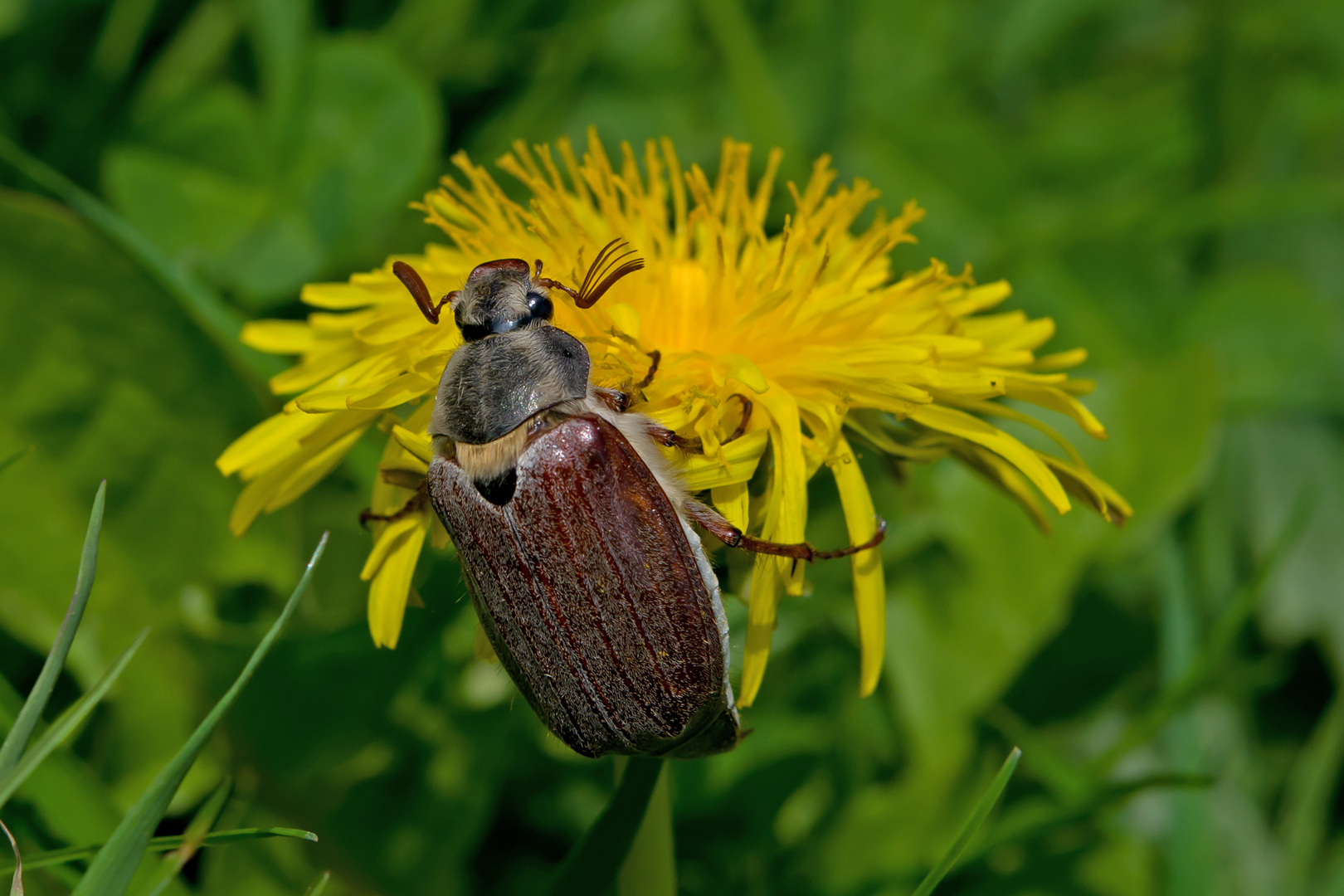 Maikäfer Foto & Bild | natur, insekten, tiere Bilder auf fotocommunity