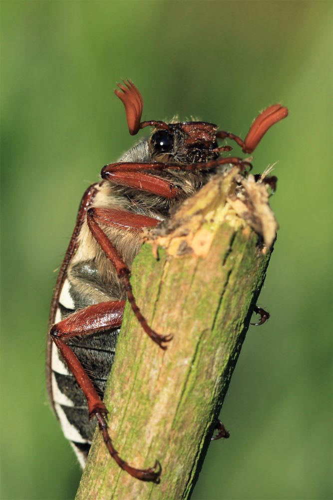 Maikäfer Foto & Bild | tiere, wildlife, insekten Bilder auf fotocommunity