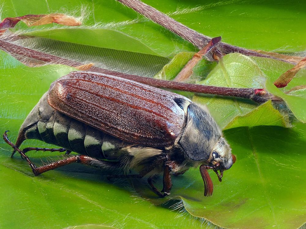 Maikäfer Foto & Bild | tiere, wildlife, insekten Bilder auf fotocommunity