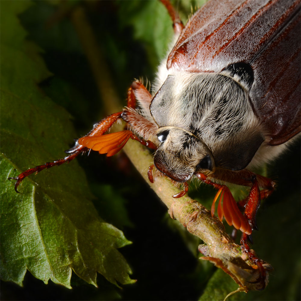 Maikäfer Foto & Bild | tiere, wildlife, insekten Bilder auf fotocommunity