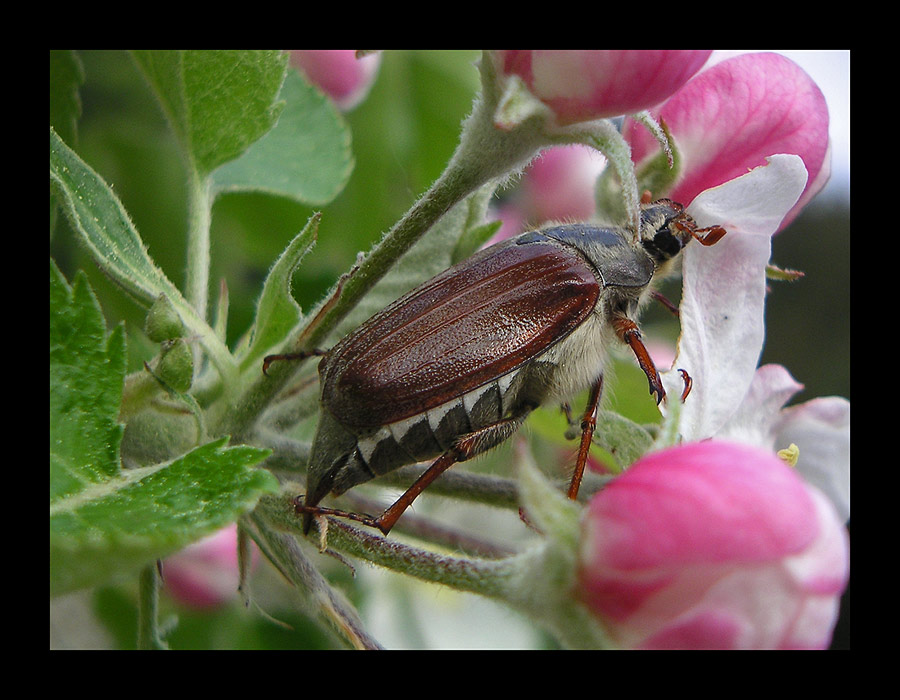 Maikäfer Foto & Bild | tiere, wildlife, insekten Bilder auf fotocommunity
