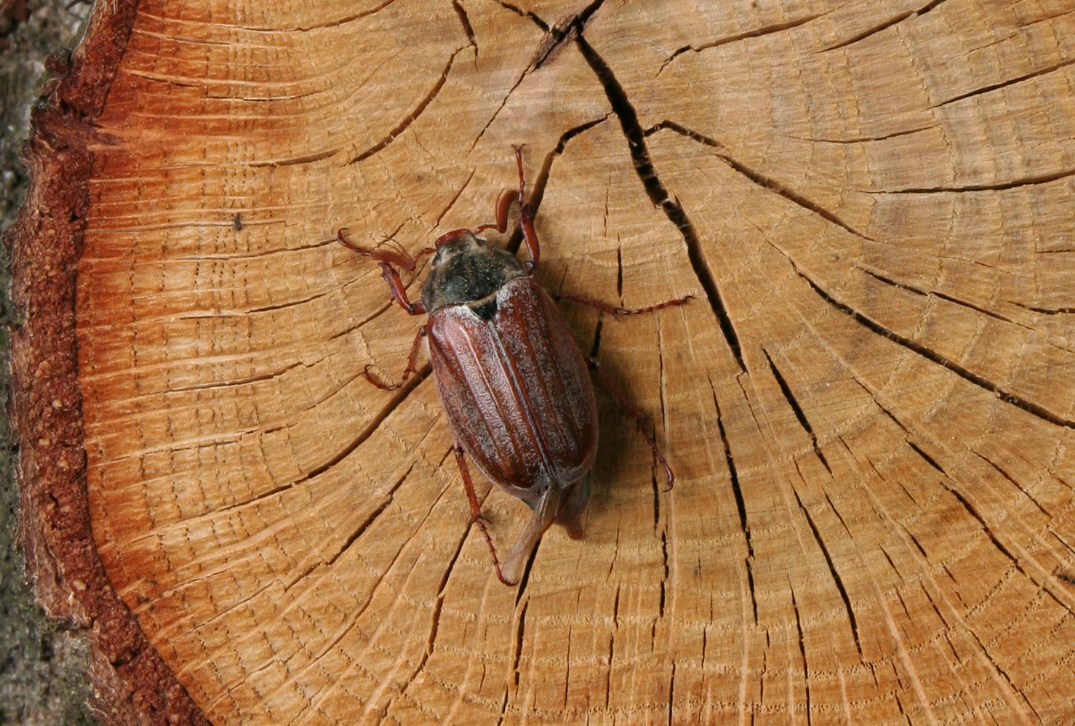 Maikäfer Foto & Bild | fotos, natur, insekten Bilder auf fotocommunity