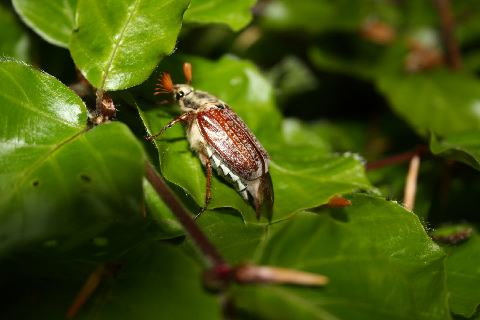 Maikäfer. Foto & Bild | tiere, wildlife, insekten Bilder auf fotocommunity
