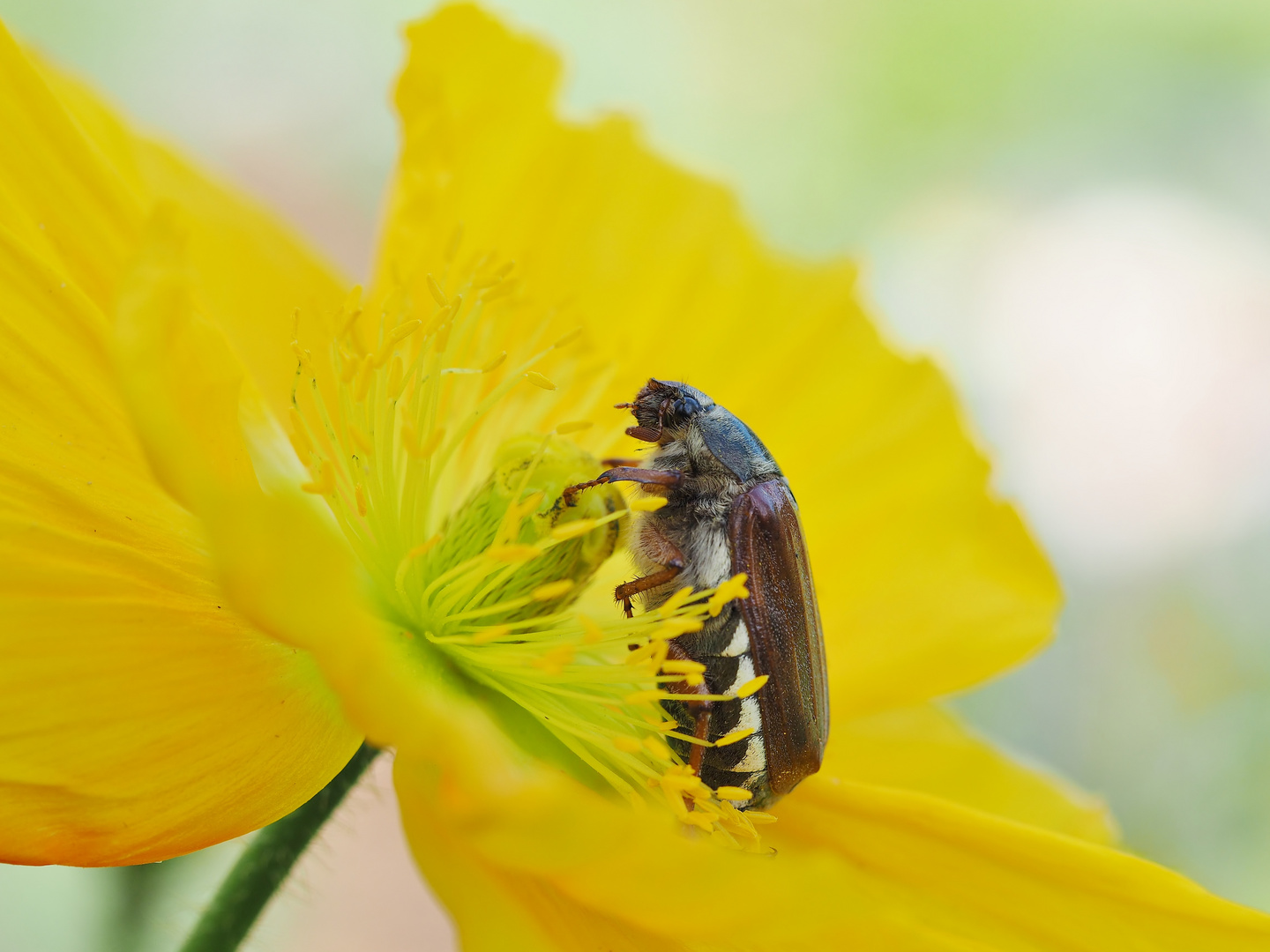 Maikäfer..... Foto & Bild | tiere, wildlife, insekten Bilder auf ...