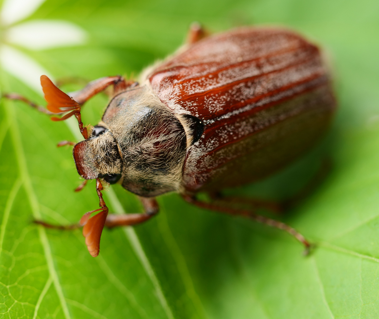 Maikäfer Foto & Bild | tiere, wildlife, insekten Bilder auf fotocommunity
