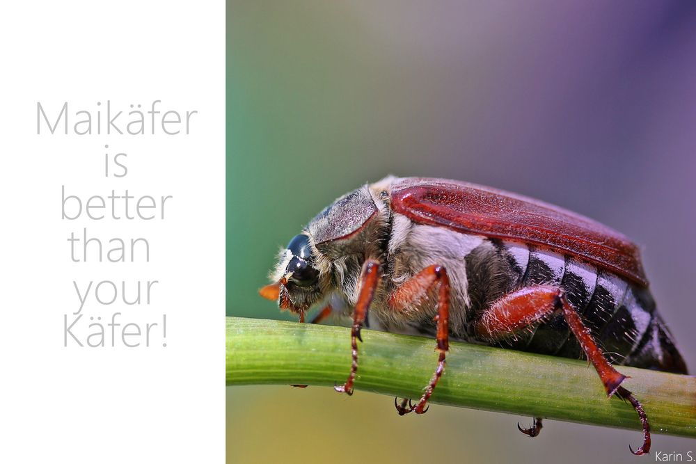 Maikäfer Foto & Bild | jahreszeiten, frühling, spring Bilder auf ...