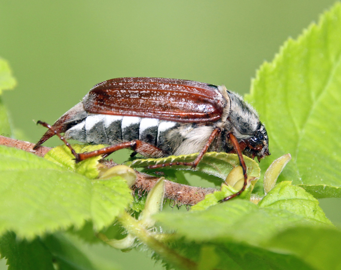 Maikäfer Foto & Bild | fotos, natur, insekten Bilder auf fotocommunity