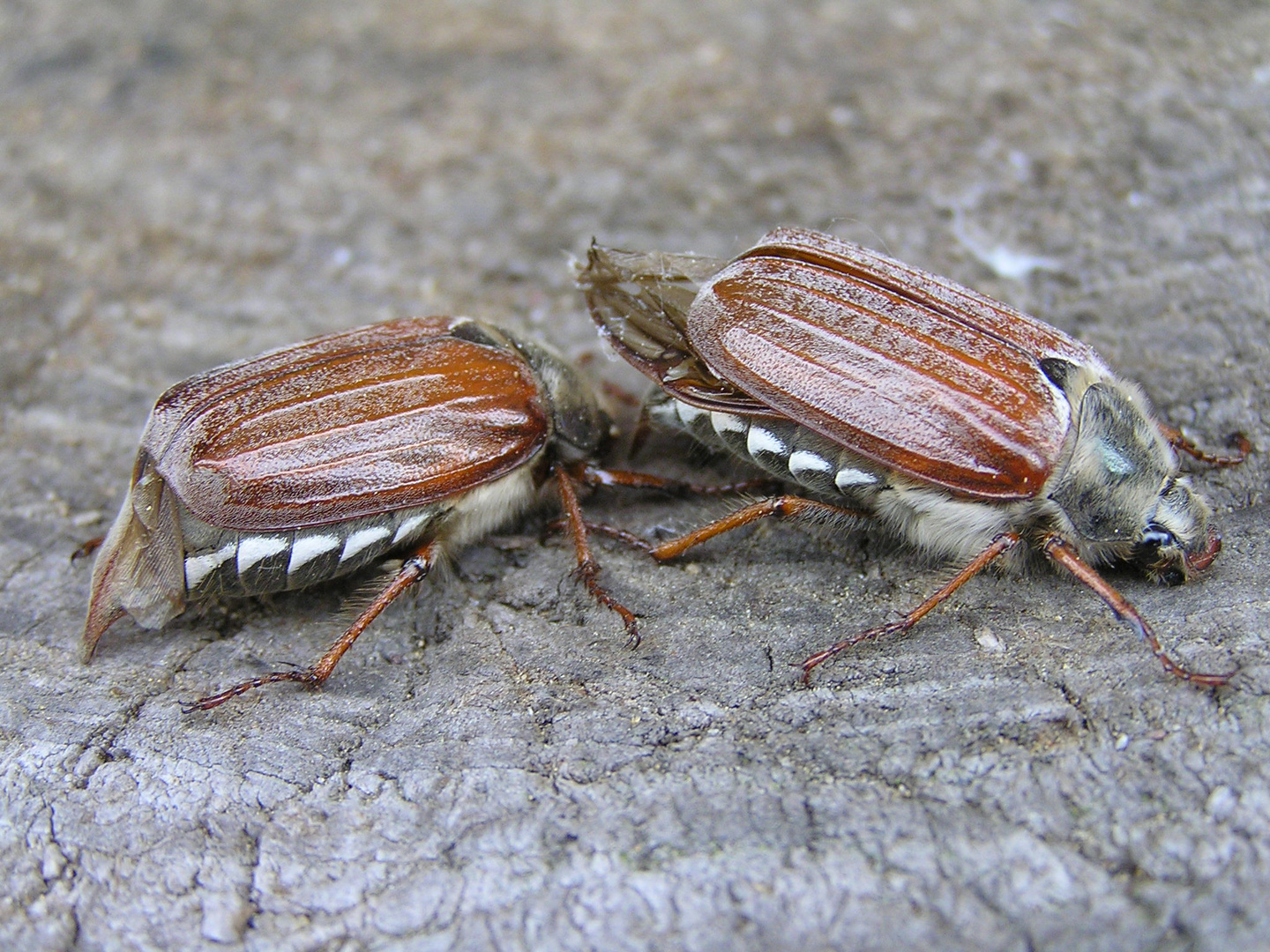 Maikäfer Foto & Bild | mai, tiere, käfer Bilder auf fotocommunity