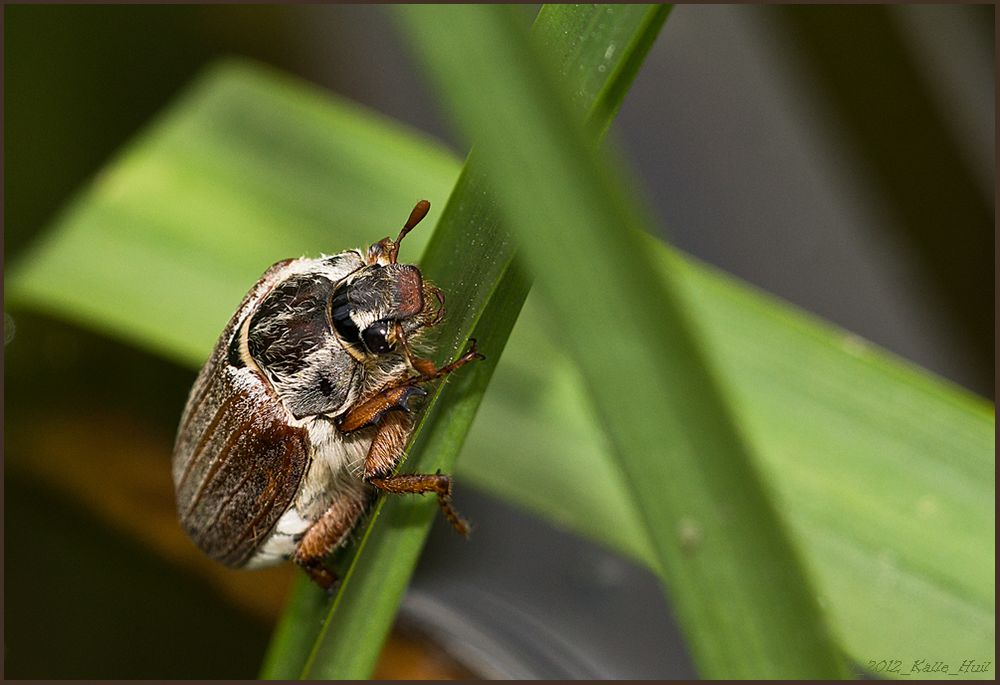 ...Maikäfer... Foto & Bild | tiere, wildlife, insekten Bilder auf ...