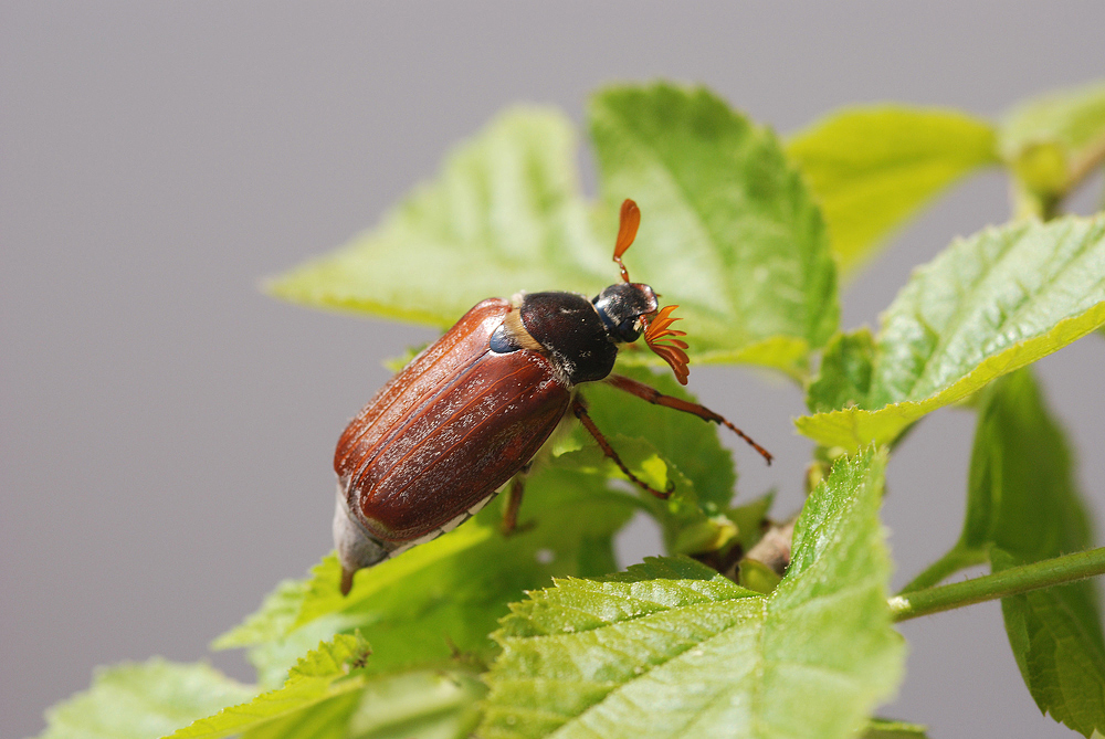 Maikäfer... Foto & Bild | tiere, wildlife, insekten Bilder auf ...