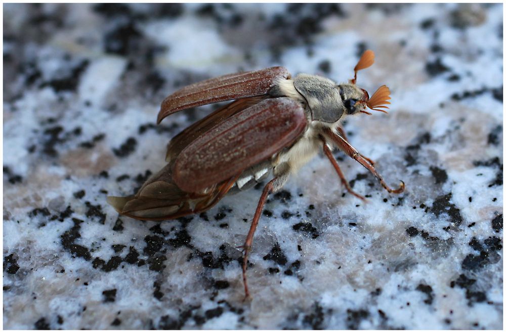 Maikäfer Foto & Bild | tiere, wildlife, insekten Bilder auf fotocommunity
