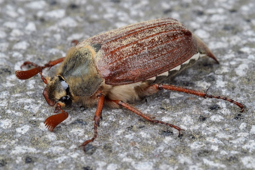 Maikäfer Foto & Bild | tiere, wildlife, insekten Bilder auf fotocommunity