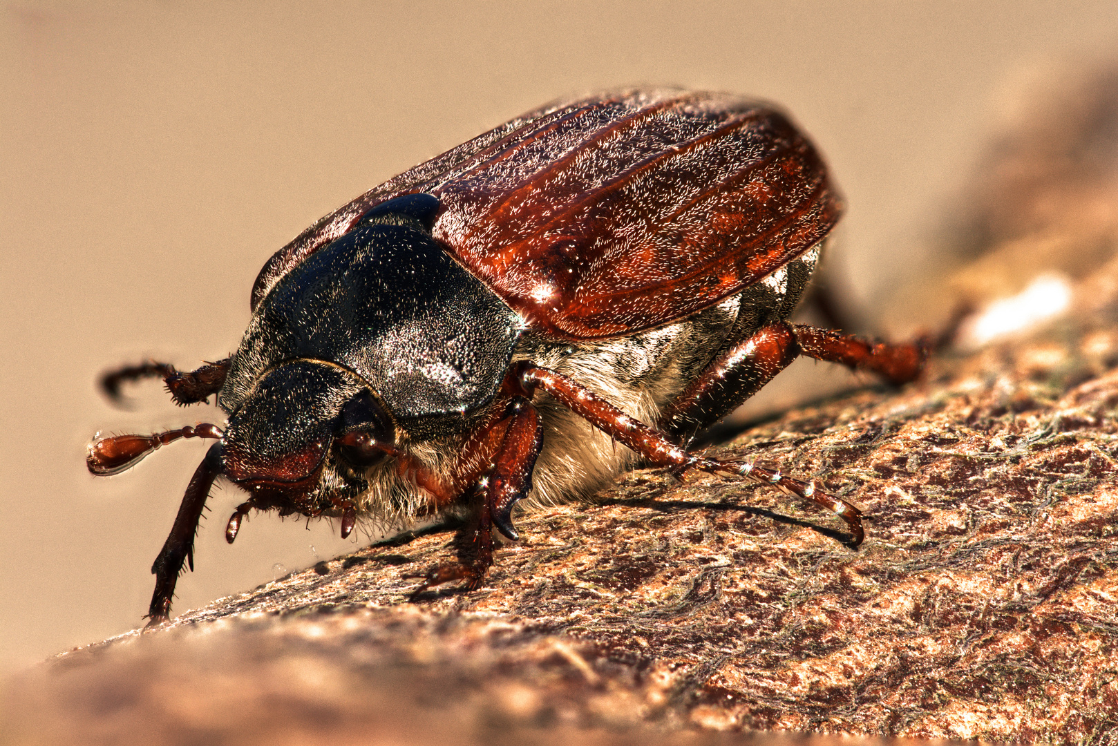 Maikäfer Foto & Bild | tiere, wildlife, insekten Bilder auf fotocommunity